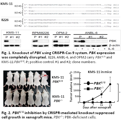 SINGLE-NUCLEOTIDE POLYMORPHISM IN THE PBK GENE IS CLOSELY.... EHA ...