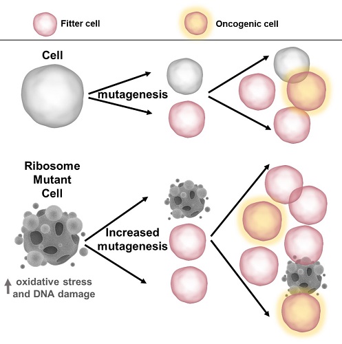 RIBOSOMAL LESIONS PROMOTE ONCOGENIC MUTAGENESIS. EHA Library. Sulima S ...