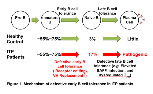 INSUFFICIENT RECEPTOR EDITING LEADS TO DEFECTIVE B CELL CENTRAL.... EHA ...